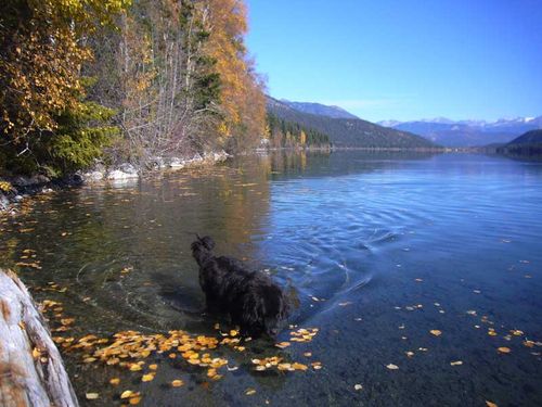 GUN LAKE, British Columbia | Angler's Atlas
