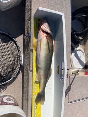 Carpenters Local 1256 Blue Coast Walleye Challenge Presented by Tourism ...