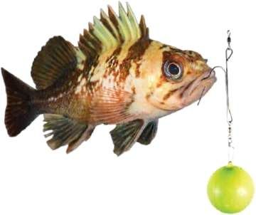 Rockfish Conservation Areas | Angler's Atlas