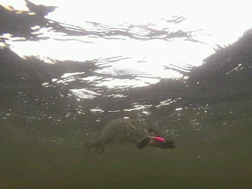 Graham Lake, Ontario | Angler's Atlas