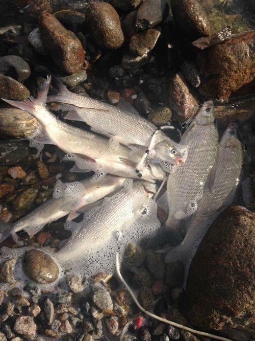 Lake Whitefish | Angler's Atlas