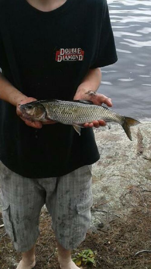 Fallfish | Angler's Atlas