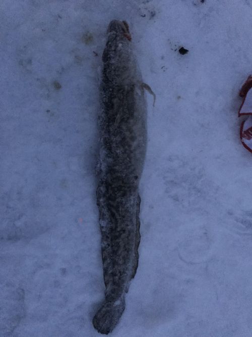 SULPHUROUS LAKE, British Columbia | Angler's Atlas