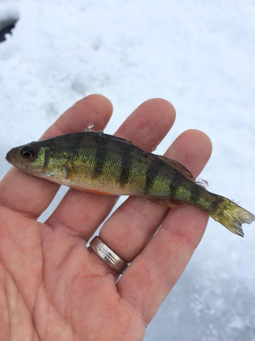Muskrat Lake, Ontario | Angler's Atlas