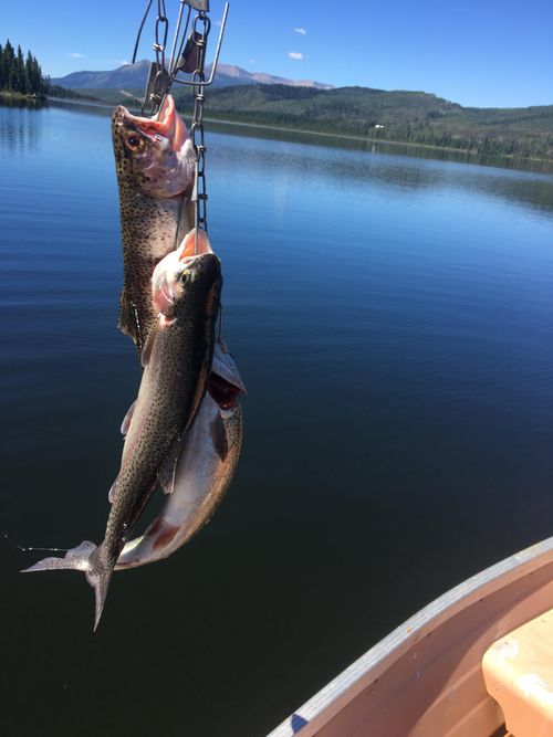 GRANDE CACHE LAKE, Alberta | Angler's Atlas