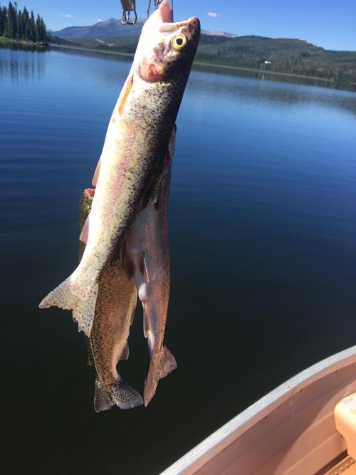 GRANDE CACHE LAKE, Alberta | Angler's Atlas