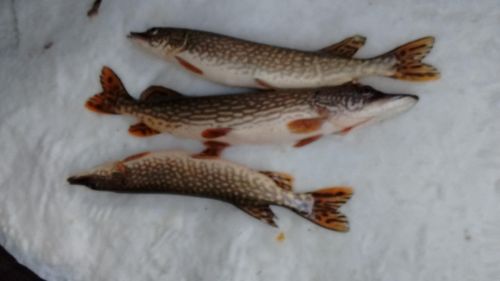 Chip Lake, Alberta | Angler's Atlas