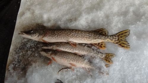 CHIP LAKE, Alberta | Angler's Atlas