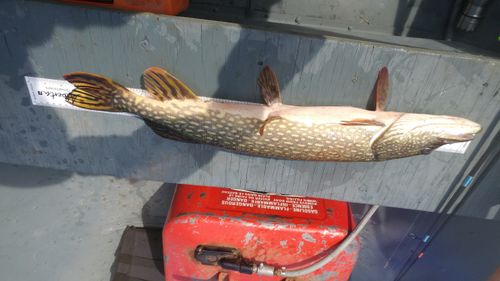 Mons Lake, Alberta | Angler's Atlas