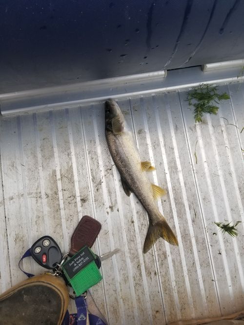 Peamouth | Angler's Atlas