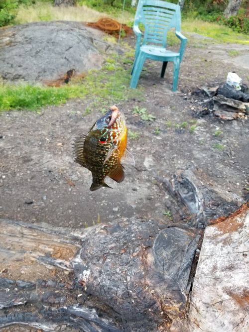 LOON LAKE, British Columbia | Angler's Atlas