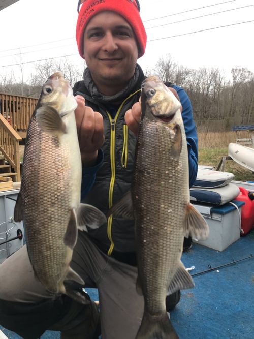 Lake Whitefish | Angler's Atlas