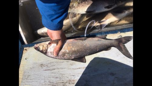 Lake Whitefish | Angler's Atlas