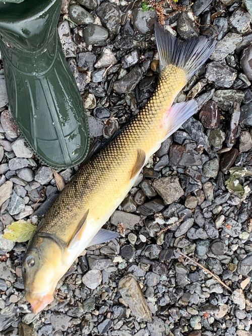 Largescale Sucker | Angler's Atlas