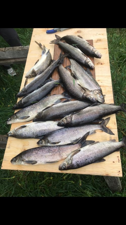 Lake Whitefish | Angler's Atlas