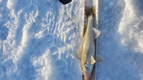 GARNER LAKE, Alberta | Angler's Atlas