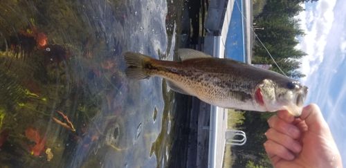 JIM SMITH LAKE, British Columbia | Angler's Atlas