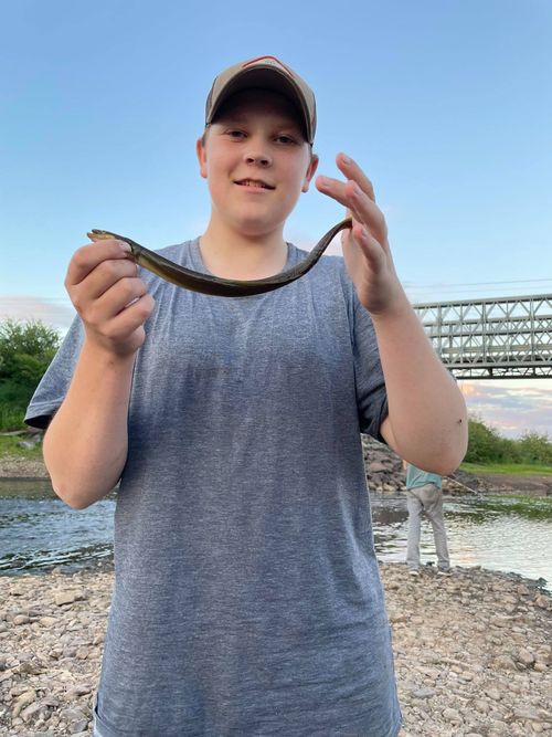 American Eel | Angler's Atlas