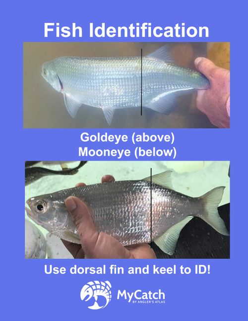 Mooneye | Angler's Atlas