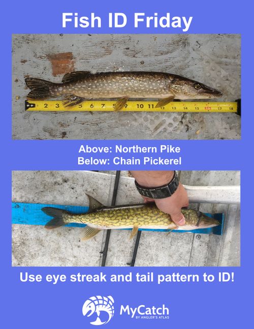 Chain Pickerel | Angler's Atlas