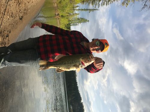 Largemouth Bass | Angler's Atlas