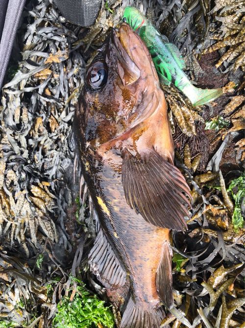 Copper Rockfish | Angler's Atlas