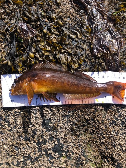 Rock Greenling | Angler's Atlas