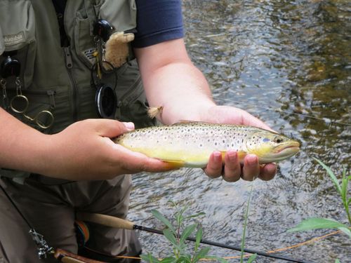 SHUNDA LAKE, Alberta | Angler's Atlas