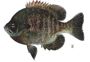 Fish Fiesta 2026 Annual Fishing Tournament | Angler's Atlas