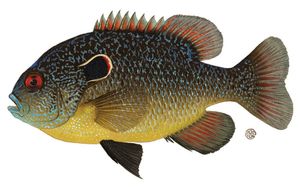 Fish Fiesta 2026 Annual Fishing Tournament | Angler's Atlas