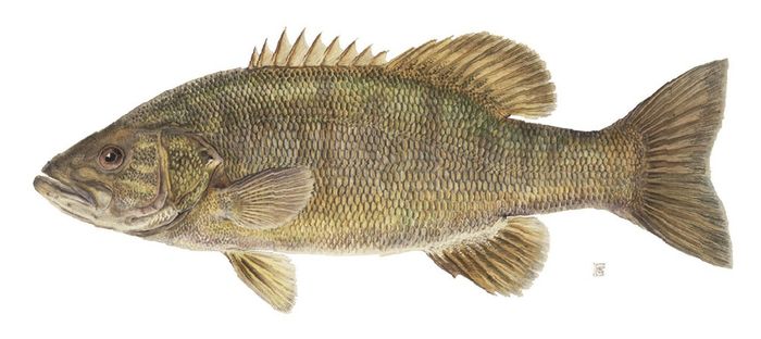 Chemong Lake, Ontario | Angler's Atlas