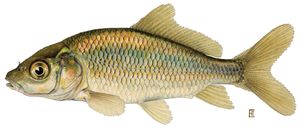 Fish Fiesta 2026 Annual Fishing Tournament | Angler's Atlas