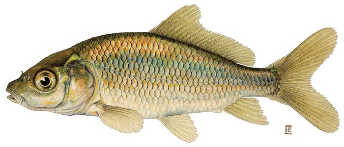 Chemong Lake, Ontario | Angler's Atlas