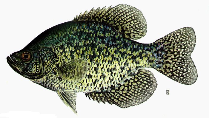Chemong Lake, Ontario | Angler's Atlas
