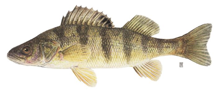 Chemong Lake, Ontario | Angler's Atlas
