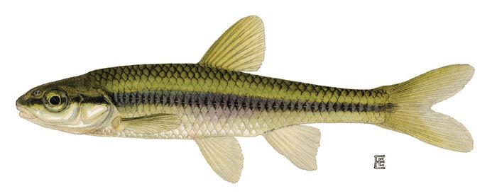 Chemong Lake, Ontario | Angler's Atlas