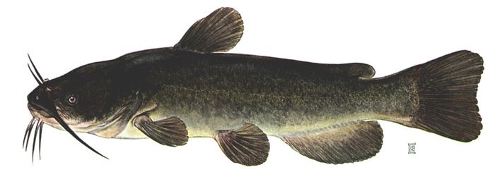 Chemong Lake, Ontario | Angler's Atlas