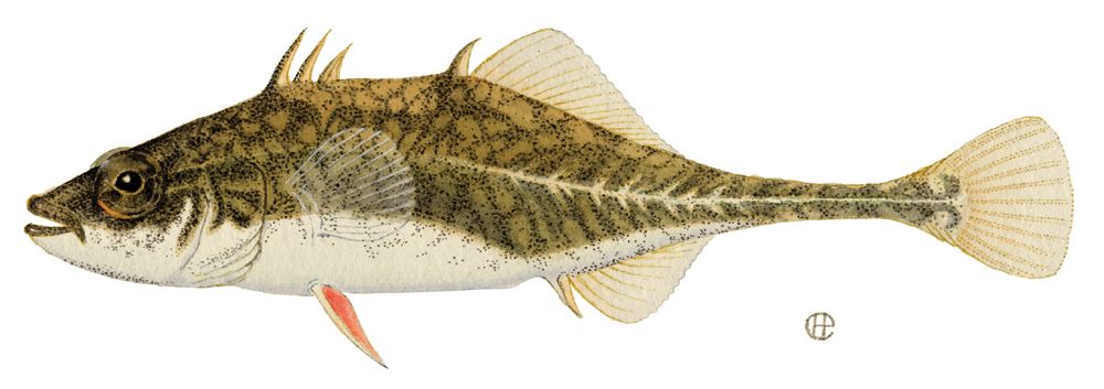 Four Spine Stickleback | Angler's Atlas