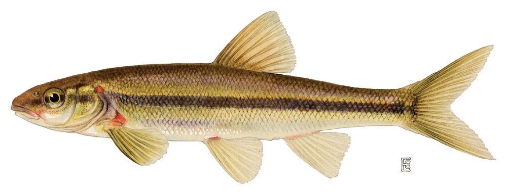 DEKA LAKE, British Columbia | Angler's Atlas