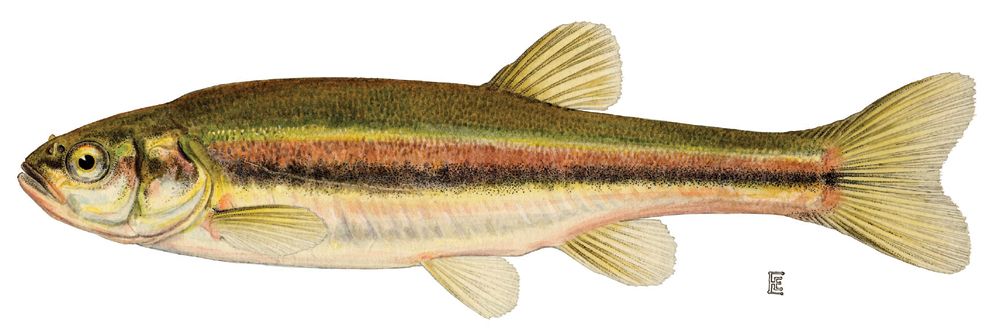 Finescale Dace | Angler's Atlas