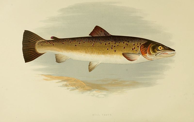 UPPER ARROW LAKE, British Columbia | Angler's Atlas