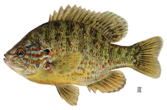 Chemong Lake, Ontario | Angler's Atlas