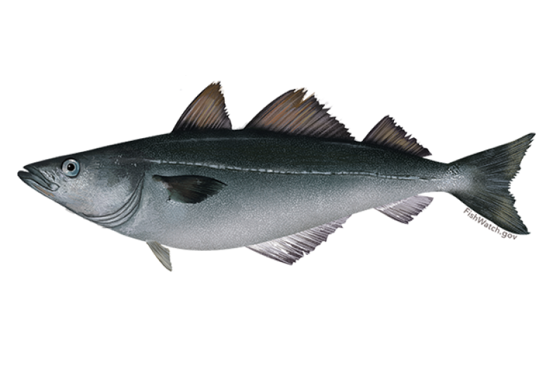 Atlantic Pollock | Angler's Atlas