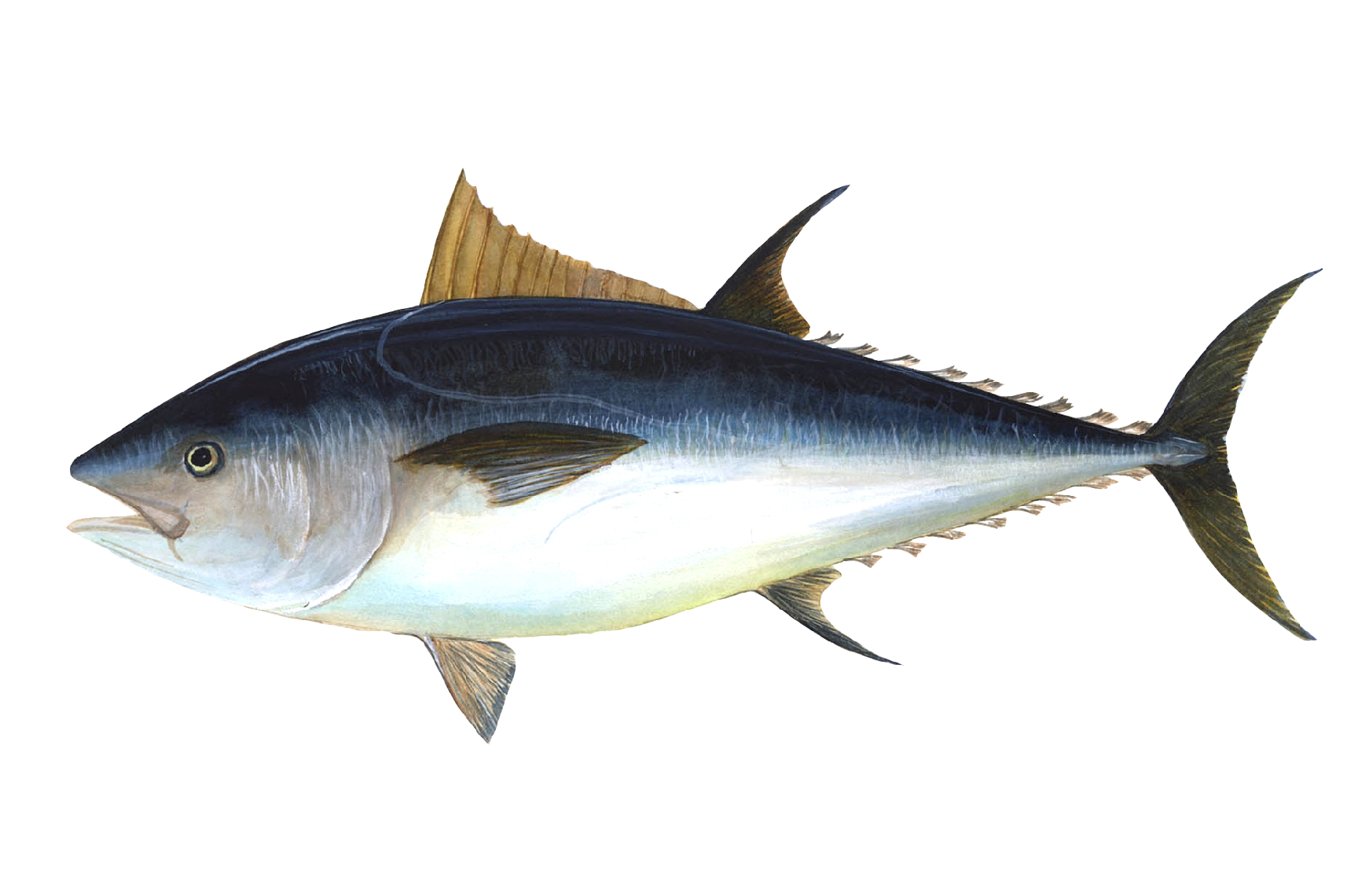 SHAWNIGAN LAKE, British Columbia | Angler's Atlas