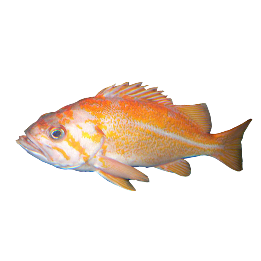 Canary Rockfish | Angler's Atlas