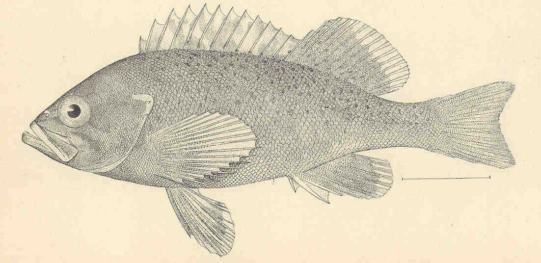 Dusky Rockfish | Angler's Atlas