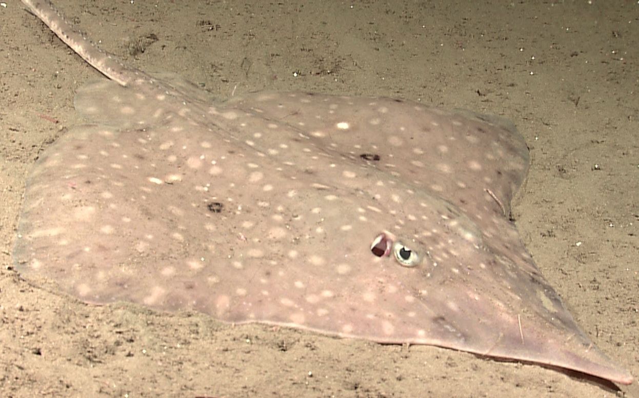 Longnose Skate | Angler's Atlas