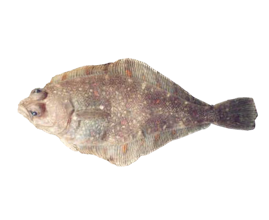 Pacific Sanddab | Angler's Atlas