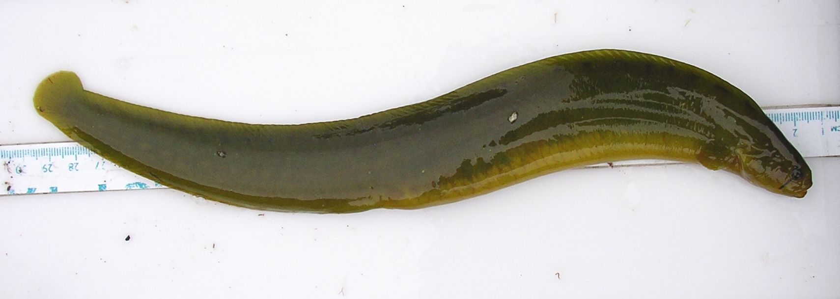 Penpoint Gunnel | Angler's Atlas