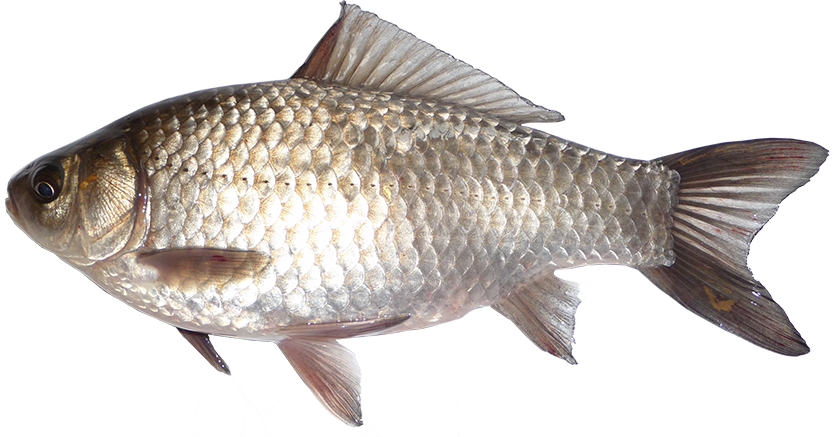 SYLVAN LAKE, Alberta | Angler's Atlas